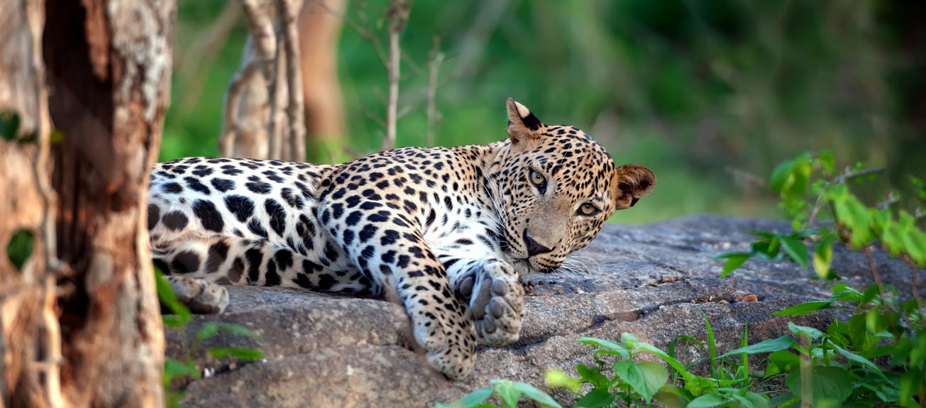 NKAR Travels | Sri Lanka Wildlife Tour - 'Be In The Wild'
